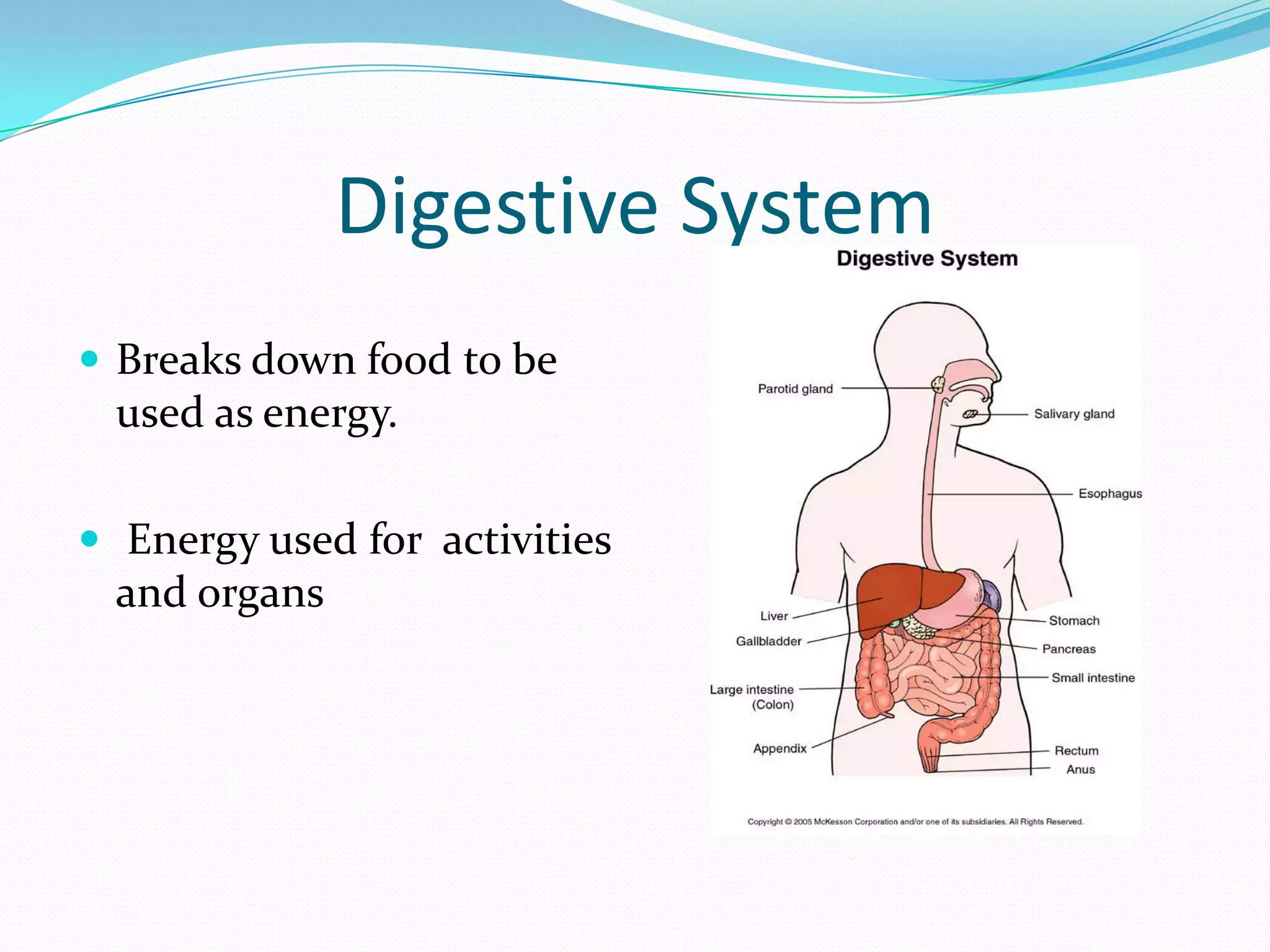Digestive system | PPTX