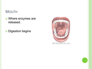 Digestive system | PPT