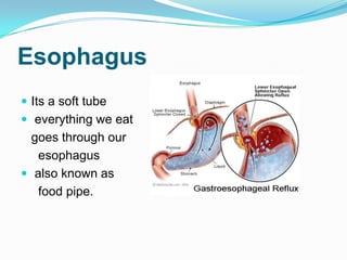 Digestive system | PPTX