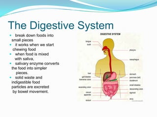 Digestive system | PPTX