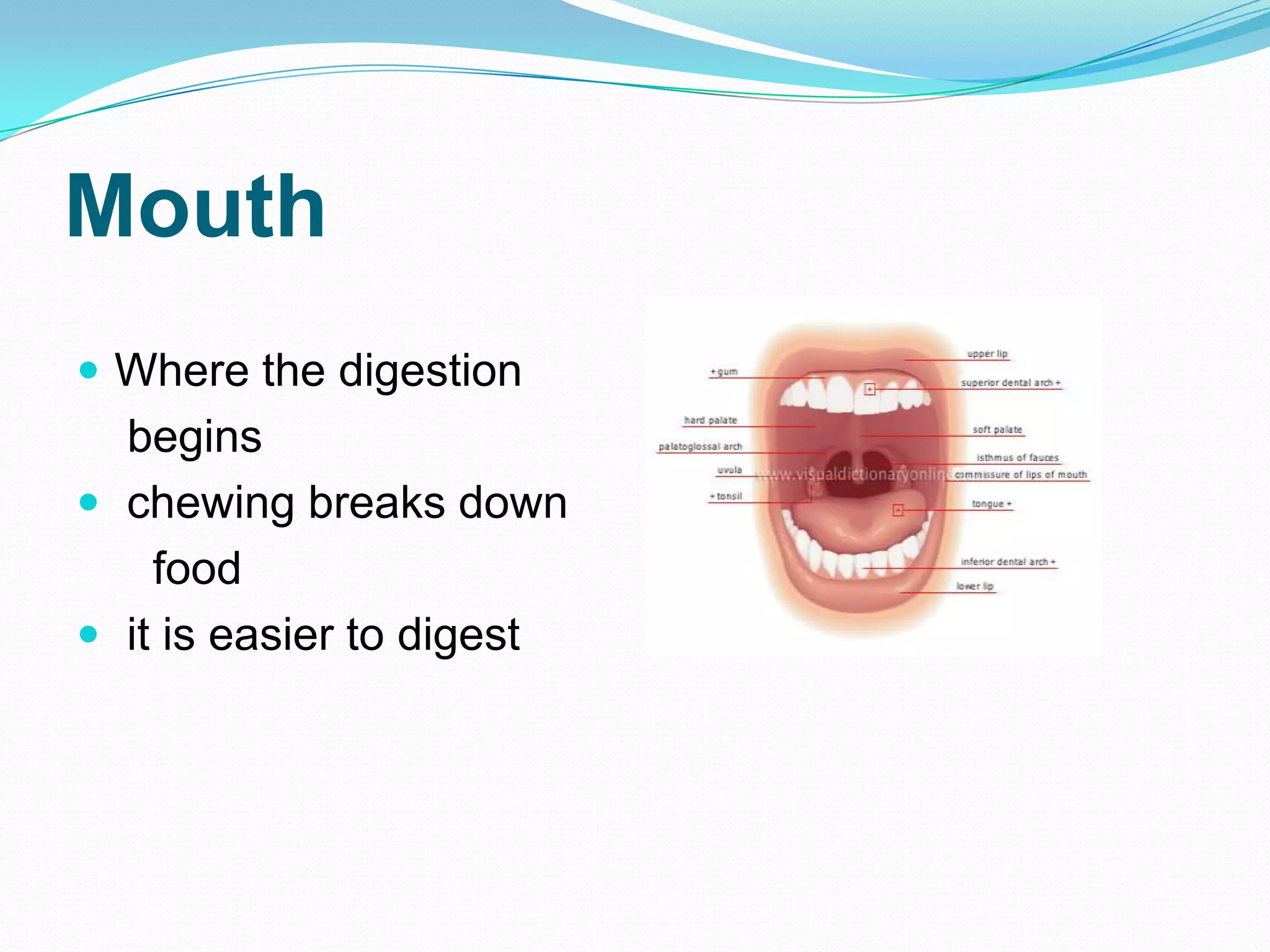 Digestive system | PPTX