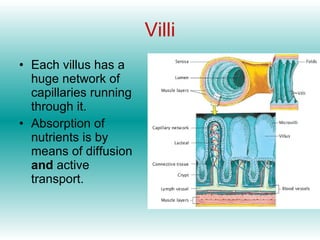 11 Digestive system | PPT