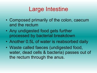 11 Digestive system | PPT