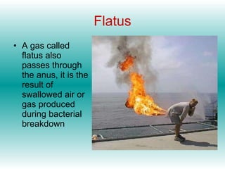 11 Digestive system | PPT