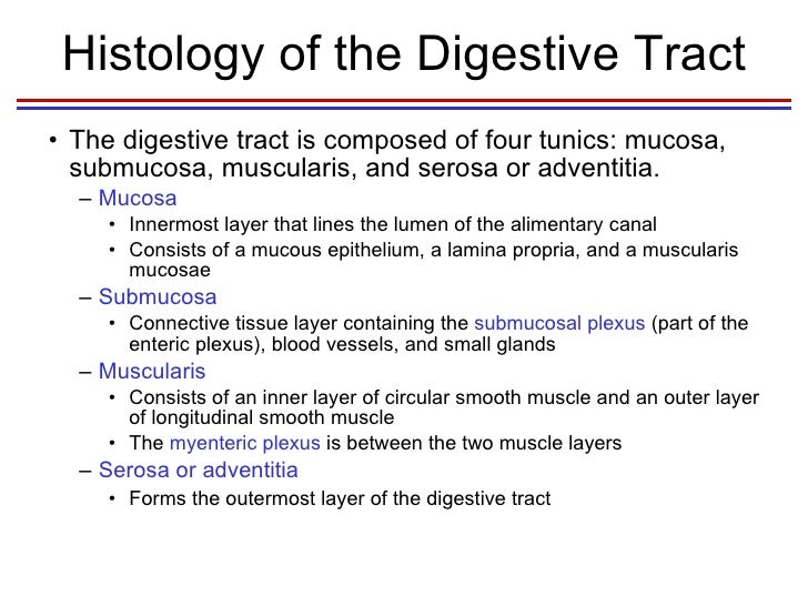 Digestive system