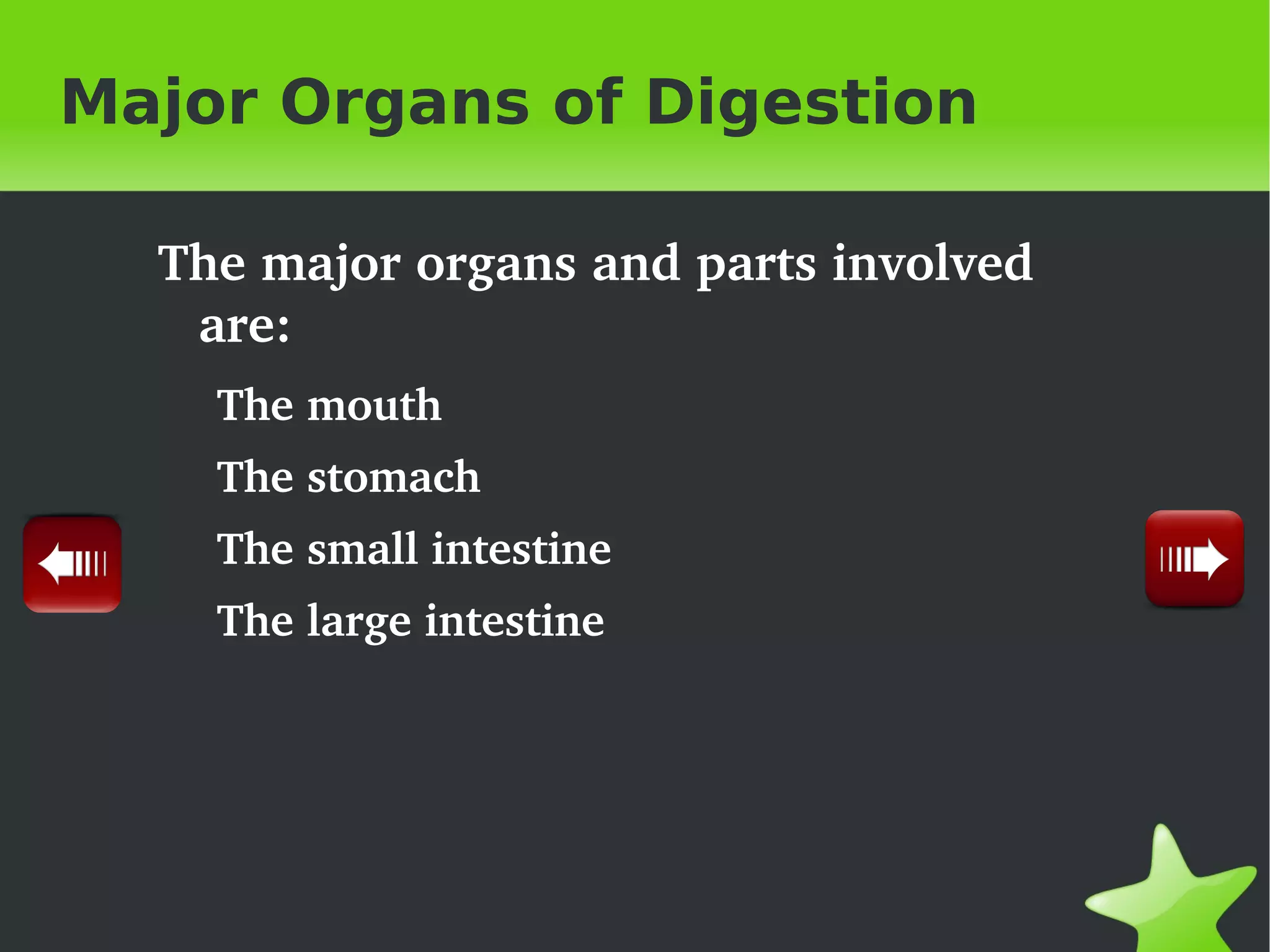 Digestive system | ODP