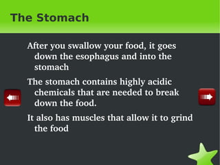 Digestive system | ODP | Digestive Disorders | Diseases and Conditions