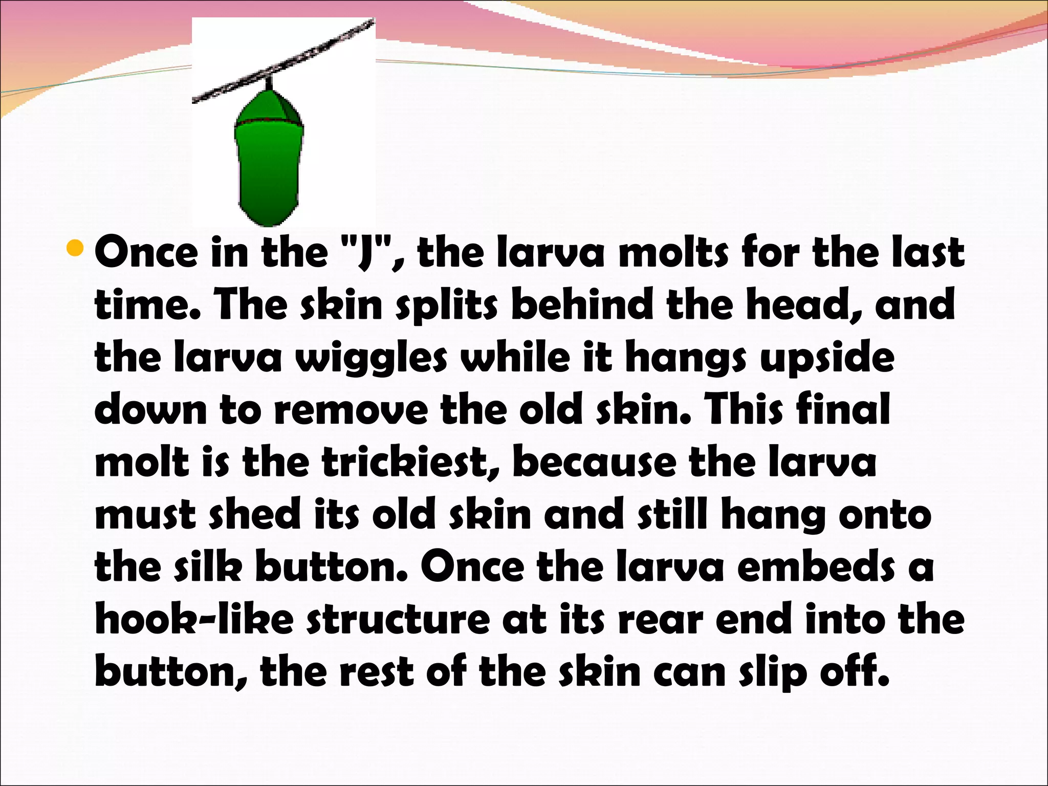 Life cycle of butterfly | PPT