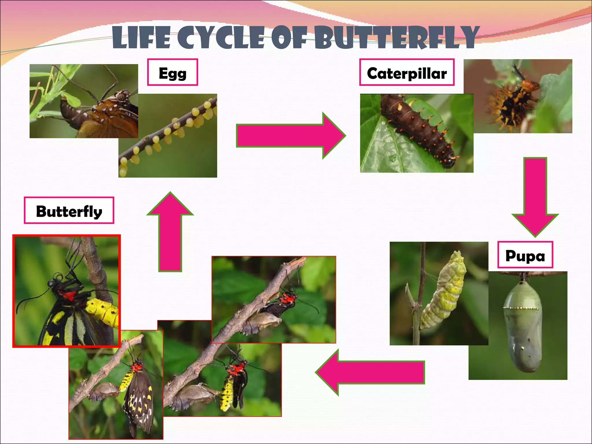 Life cycle of butterfly | PPT