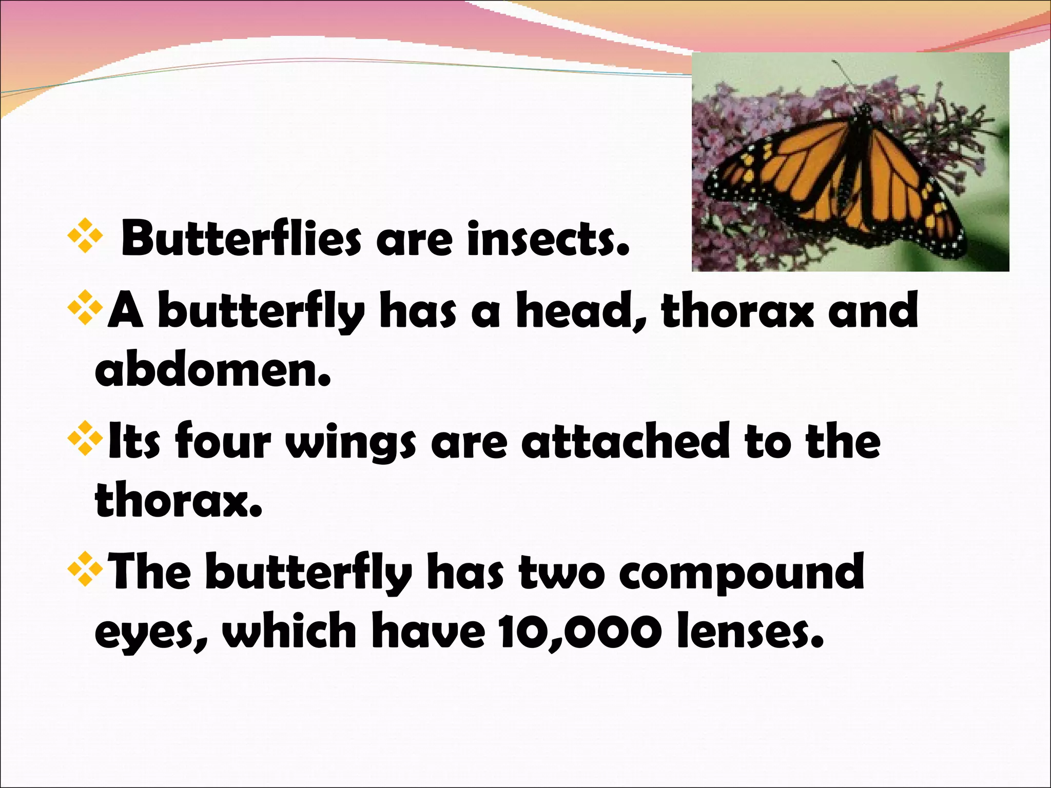 Life cycle of butterfly | PPT