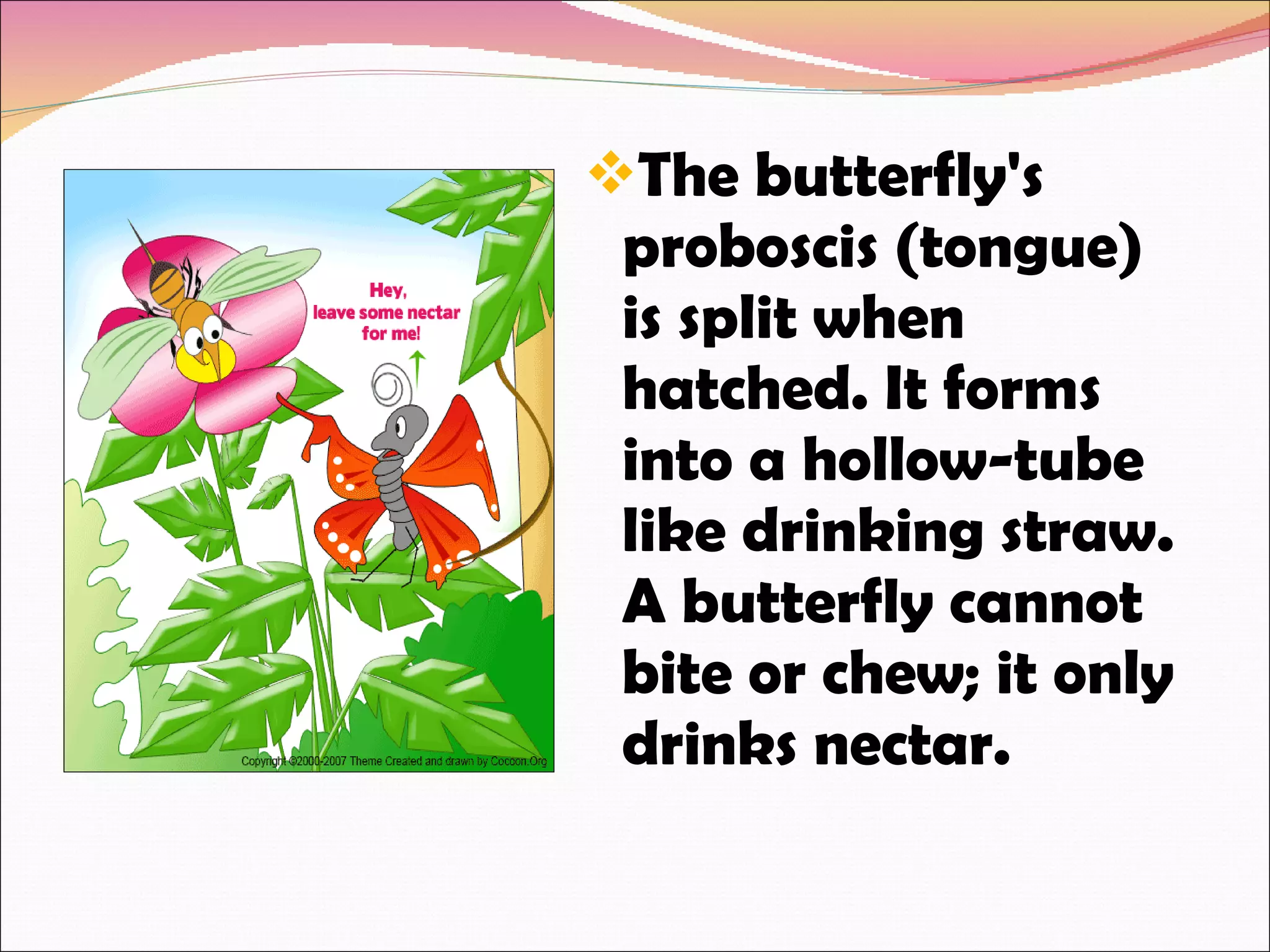 Life cycle of butterfly | PPT