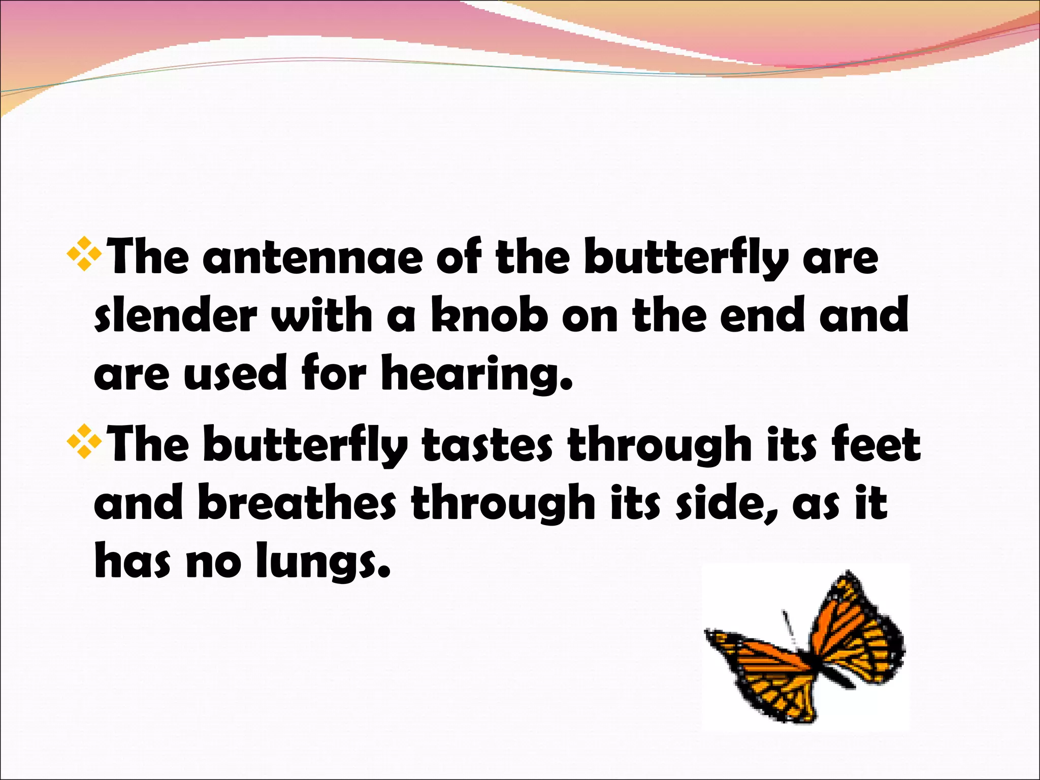 Life cycle of butterfly | PPT