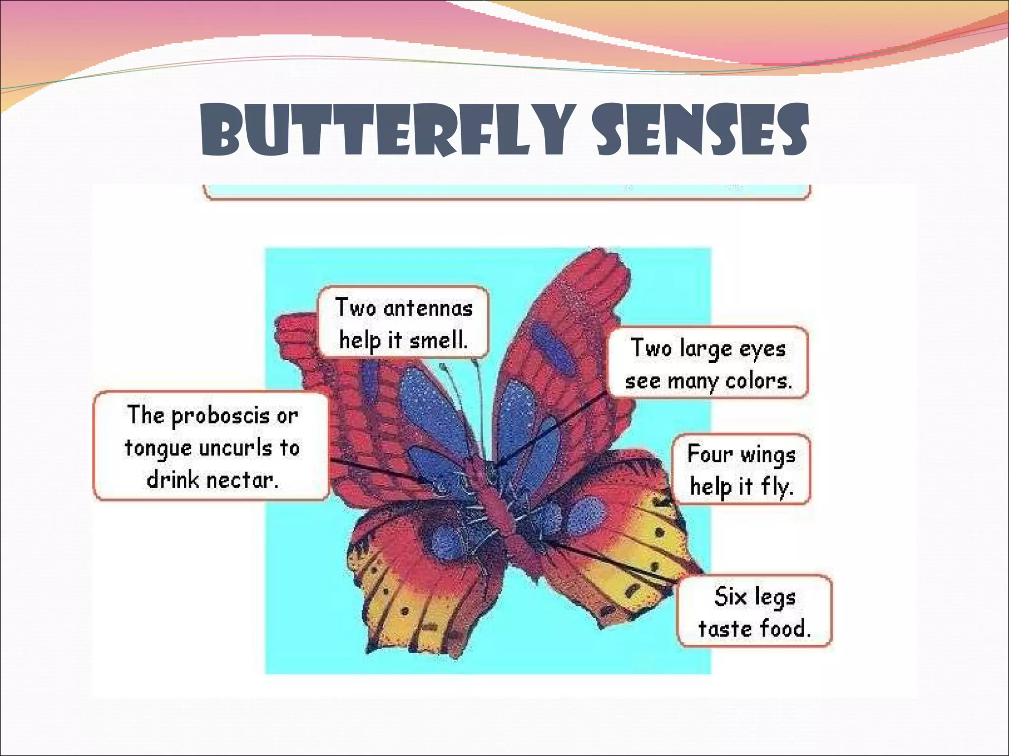 Life cycle of butterfly | PPT