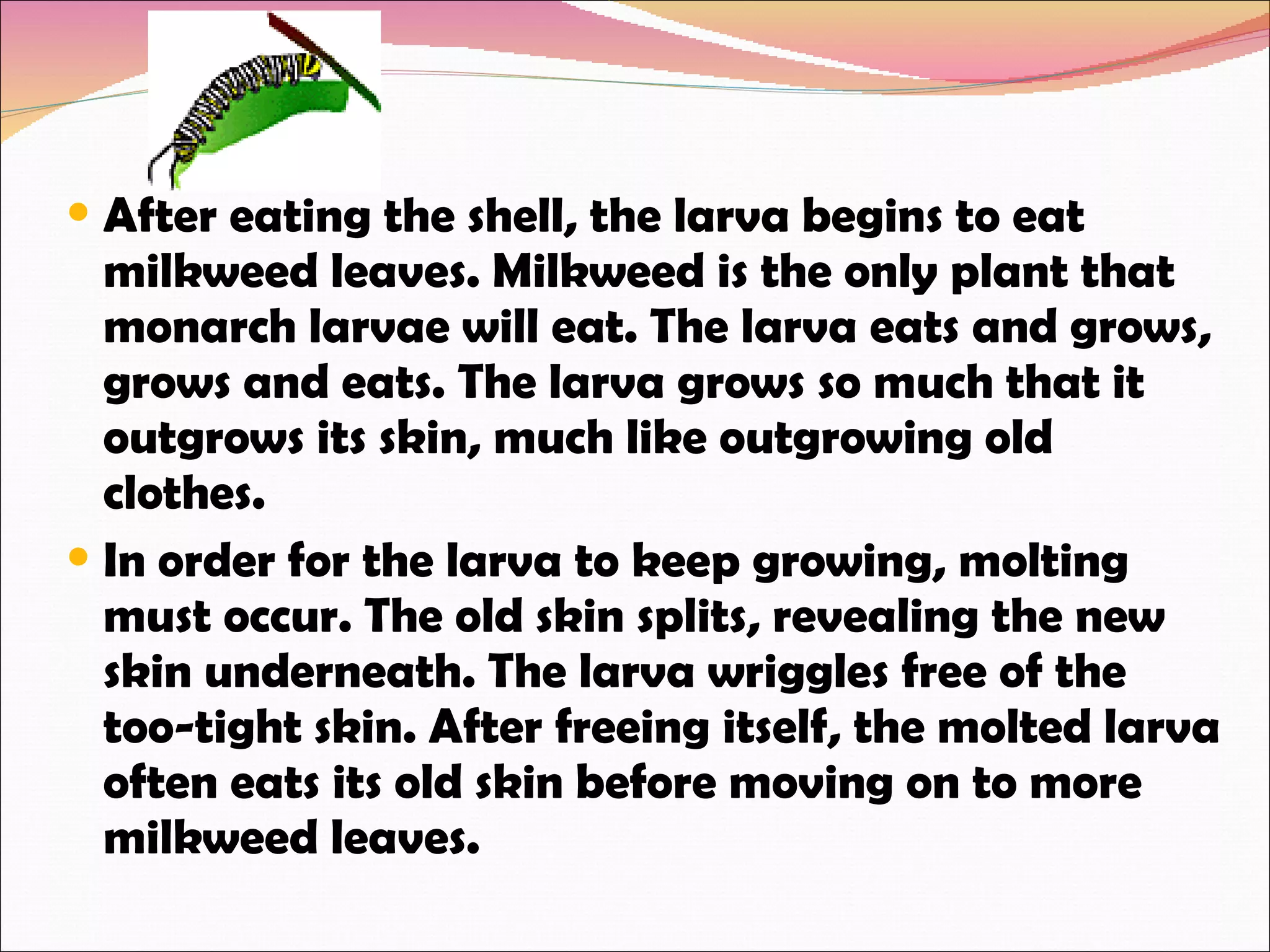 Life cycle of butterfly | PPT