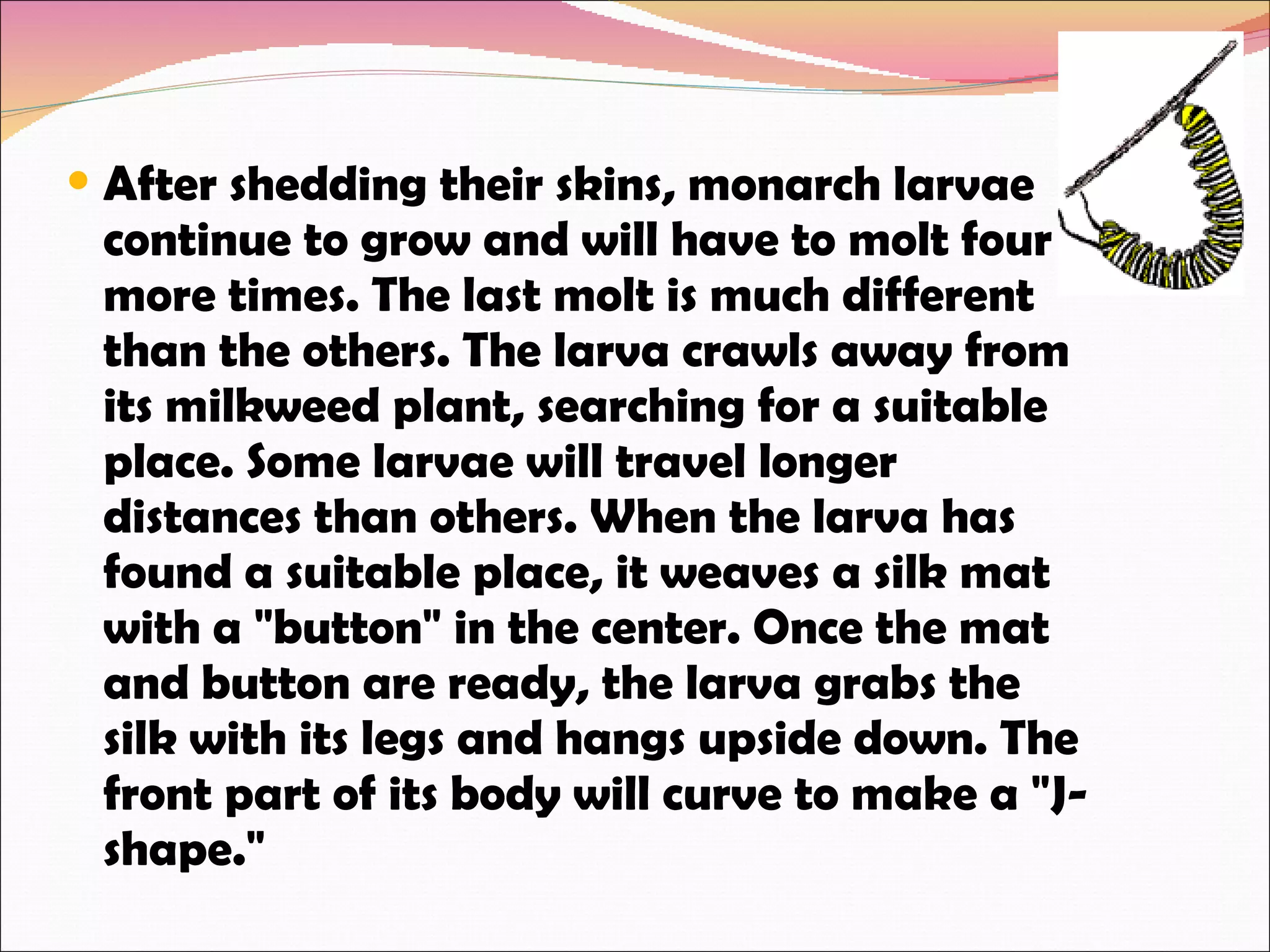 Life cycle of butterfly | PPT