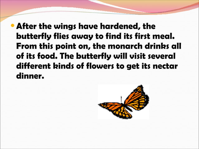 Life cycle of butterfly | PPT