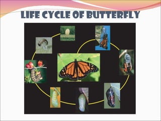 Life cycle of butterfly | PPT