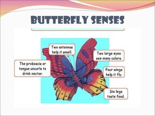Life cycle of butterfly | PPT