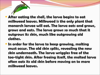 Life cycle of butterfly | PPT