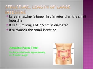 Digestive system | PPT