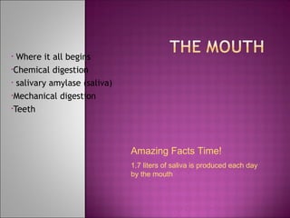 Digestive system | PPT
