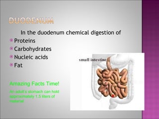 Digestive system | PPT | Chemistry | Science
