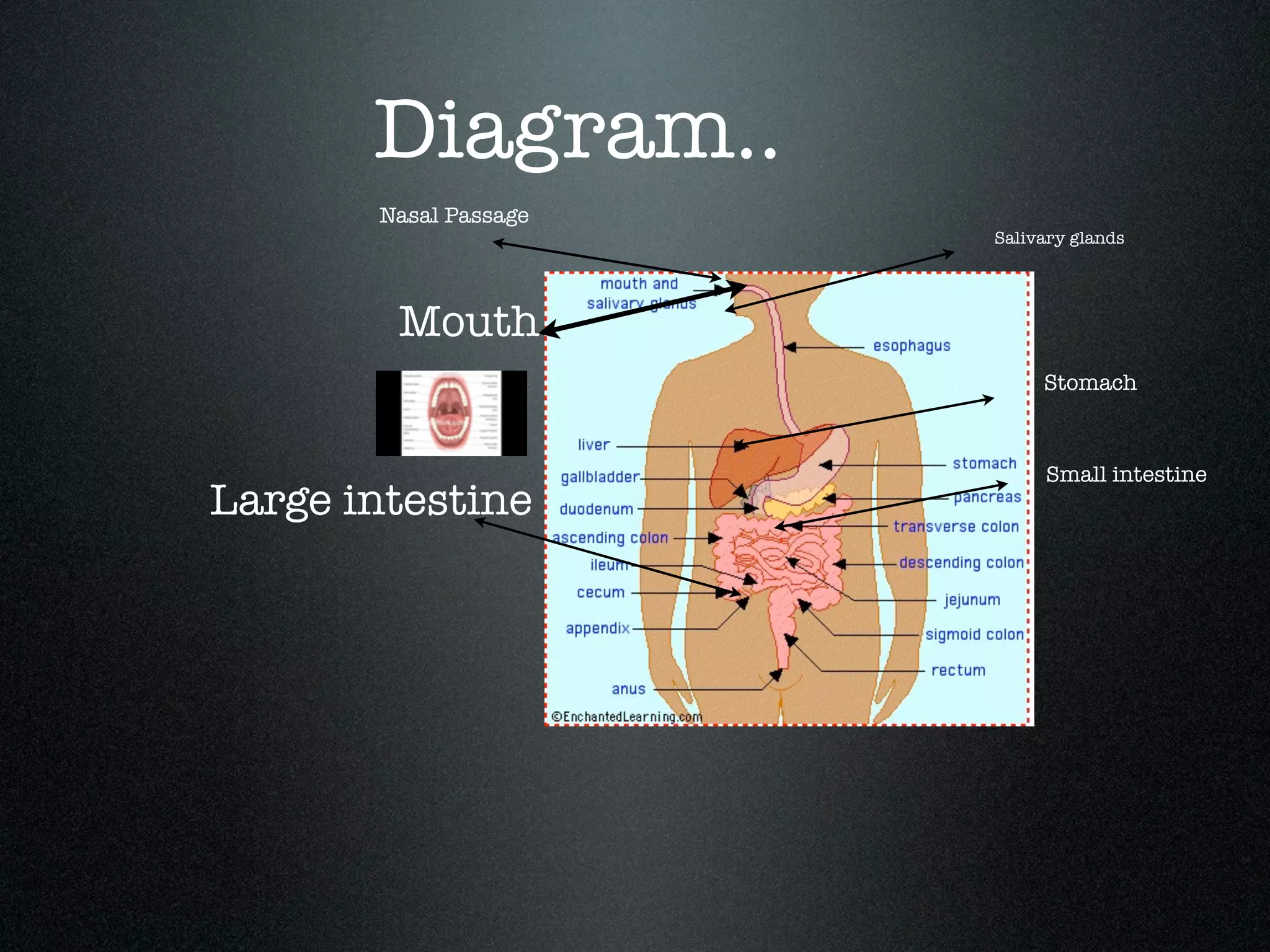 Digestive system | KEY