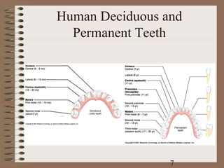 Digestivesystem | PPT