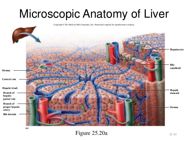 Microscopic Anatomy Of The Liver