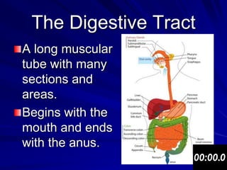 Digestive system | PPT