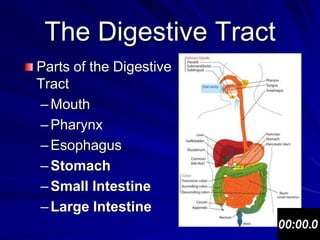 Digestive system | PPT