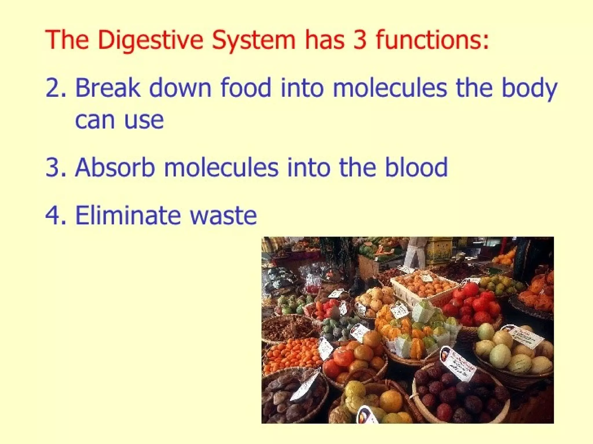 Digestive system | PPT