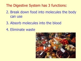 Digestive system | PPT