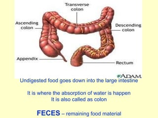 Digestive system | PPT