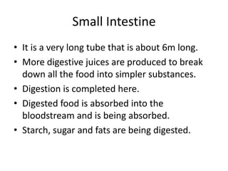 Digestive system | PPTX | Food & Drink