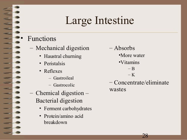 Haustra Digestive System