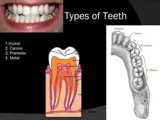 Digestive system | PPT
