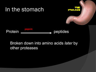 Digestive system | PPT