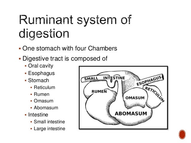 Chamber Of Deer Stomach