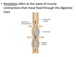 Digestive system | PPT