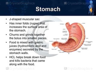 Digestive system | PPTX