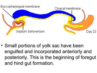 Digestive system | PPT
