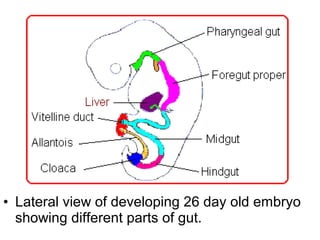 The Embryo Of The Foregut