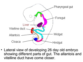The Embryo Of The Foregut