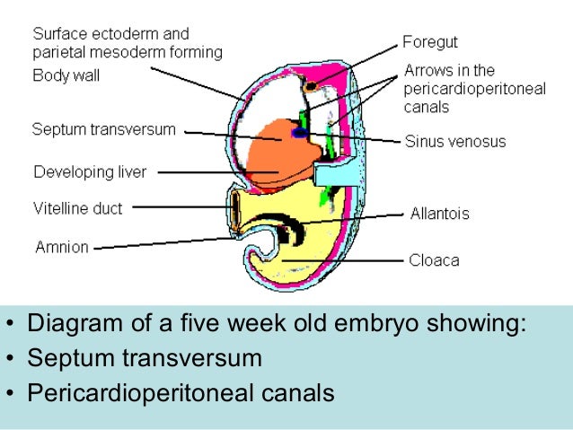 Digestive system