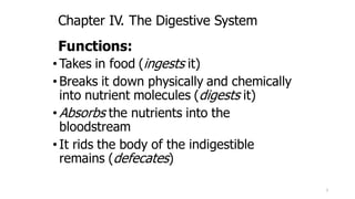 Digestive system | PDF