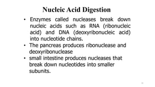 Digestive system | PDF