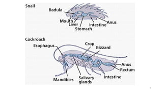 Digestive system | PDF