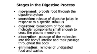 Digestive system | PDF