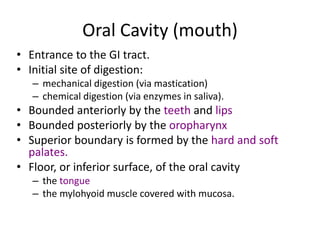 Digestive system | PPTX